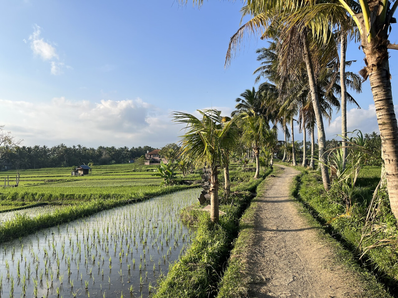 Subak Juwuk Manis Rice fields walk, Пешие экскурсии на Бали
